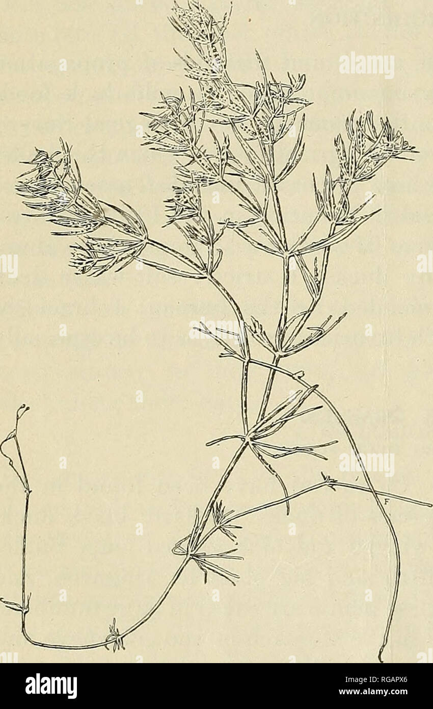 Characese hi-res stock photography and images - Alamy