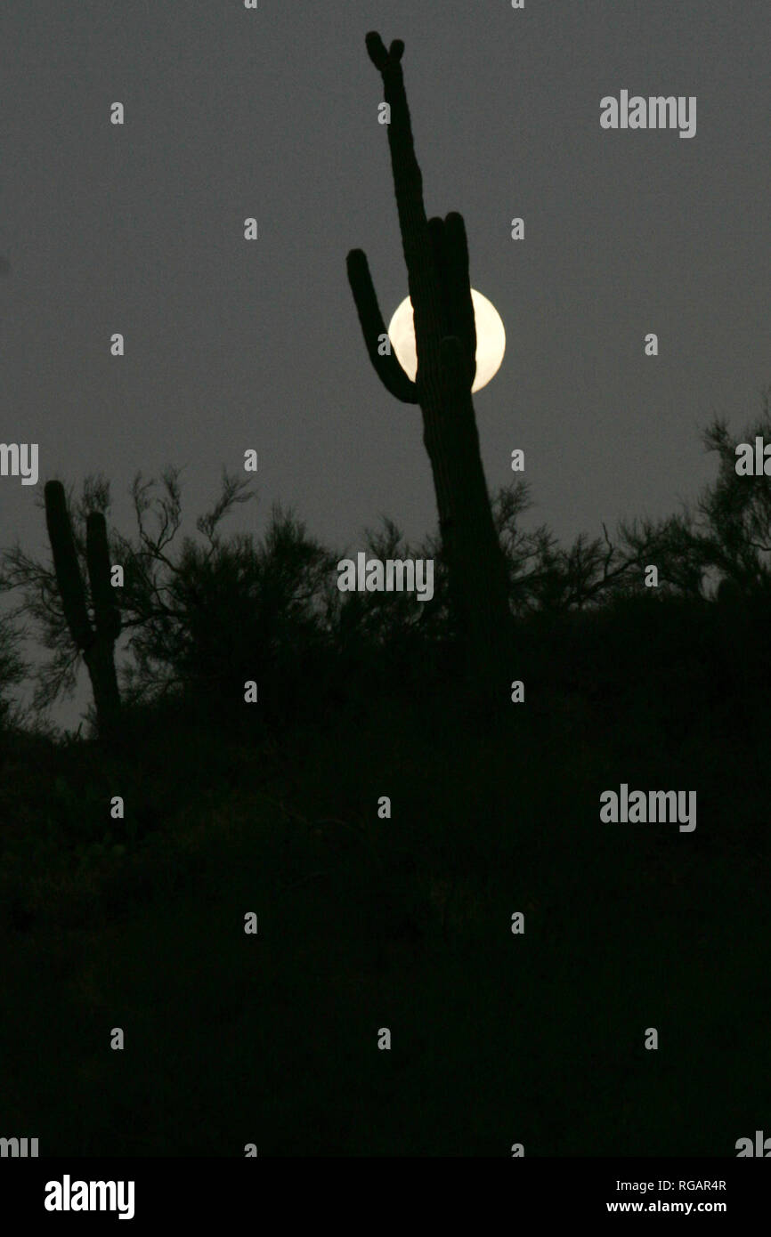 A silhouette of a cactus with a full moon in the background Stock Photo ...