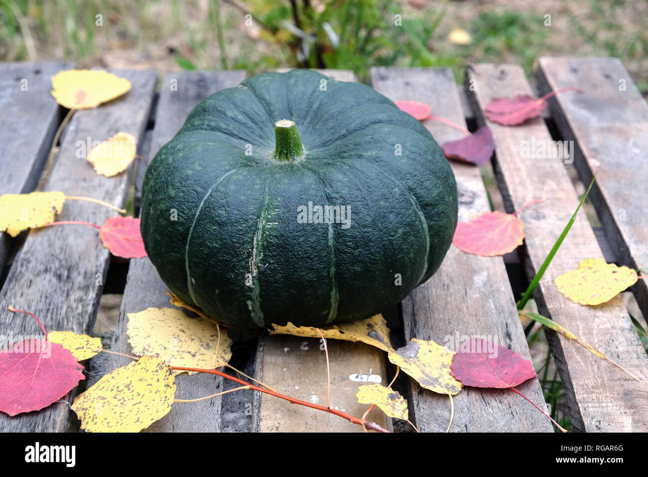 Autumn still-life big green pumpkin and colorful fall leaves around on ...