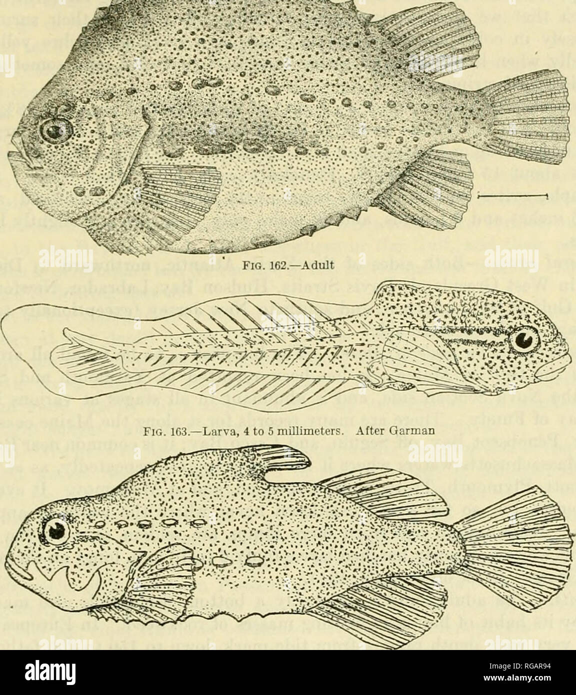 Nearly circular fish hi-res stock photography and images - Alamy