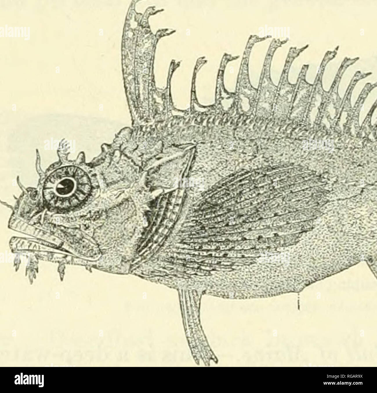 Common toadfish hi-res stock photography and images - Alamy