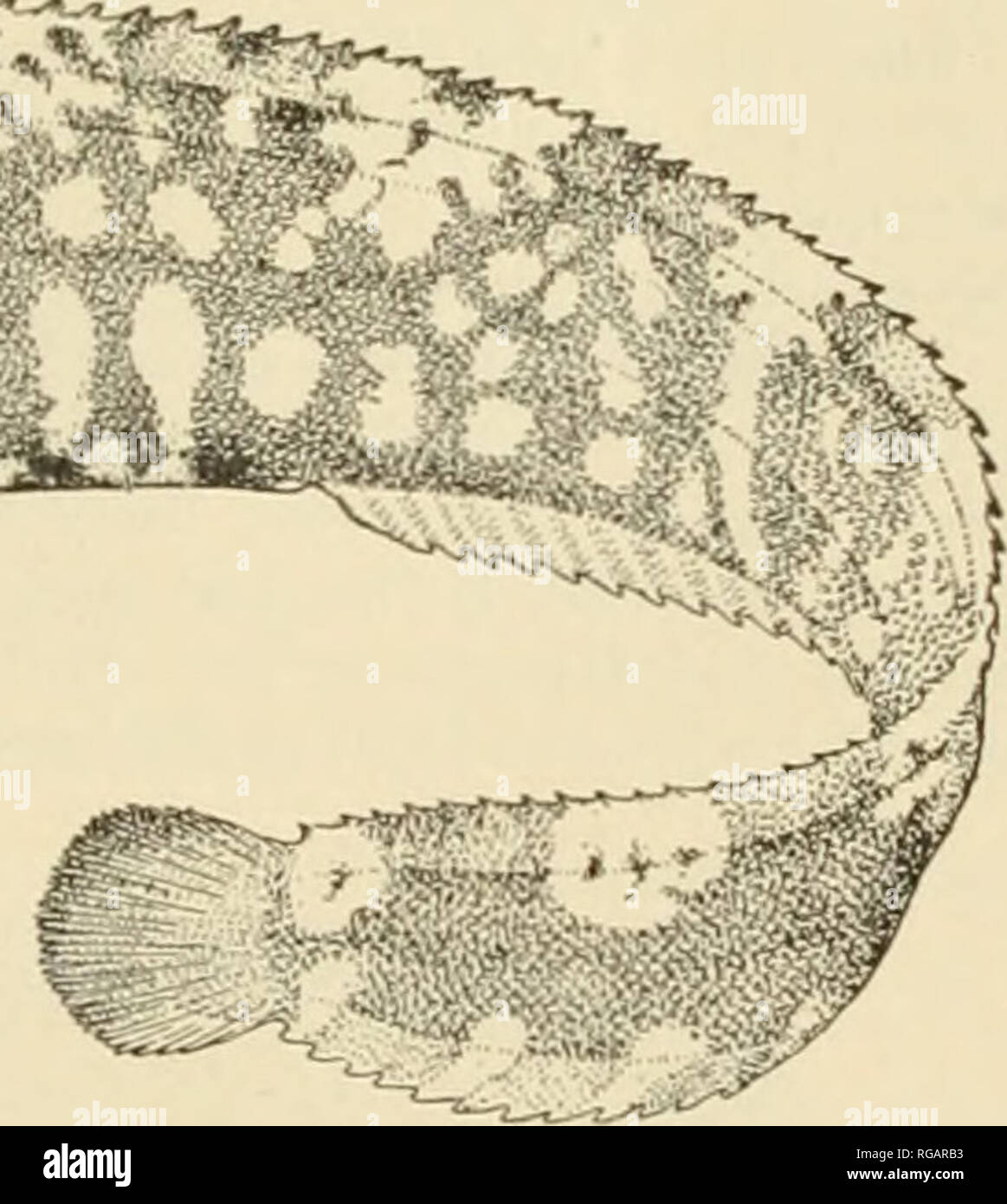 . Bulletin of the United States Fish Commission. Fisheries -- United ...