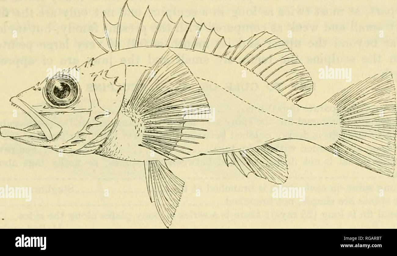 Helicolenus maderensis hi-res stock photography and images - Alamy