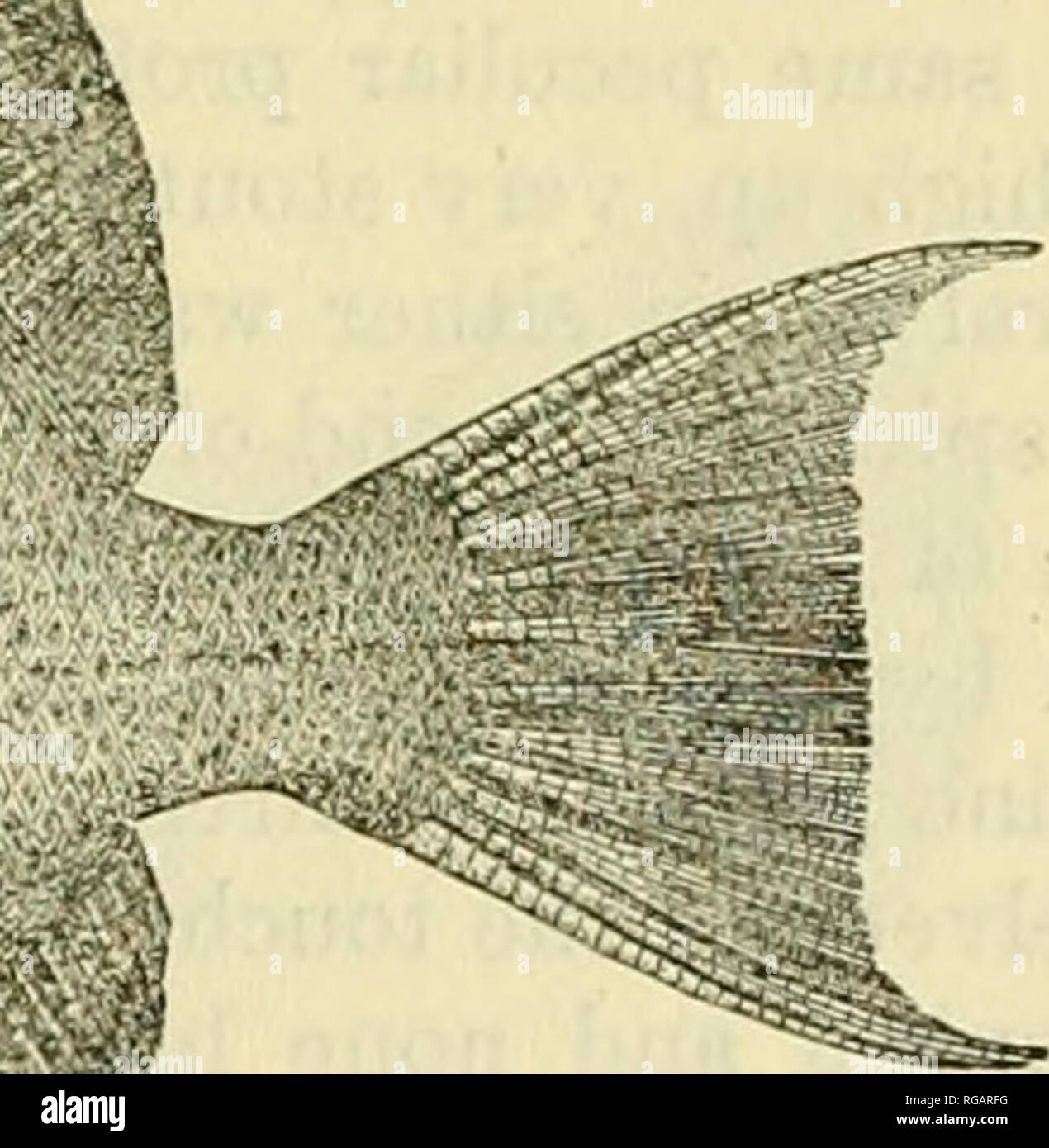 . Bulletin of the United States Fish Commission. Fisheries -- United ...