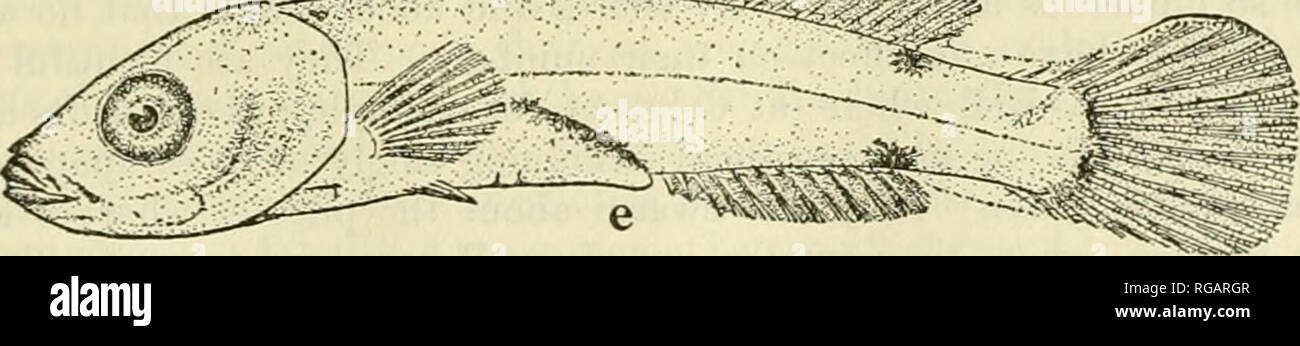 . Bulletin of the United States Fish Commission. Fisheries -- United ...