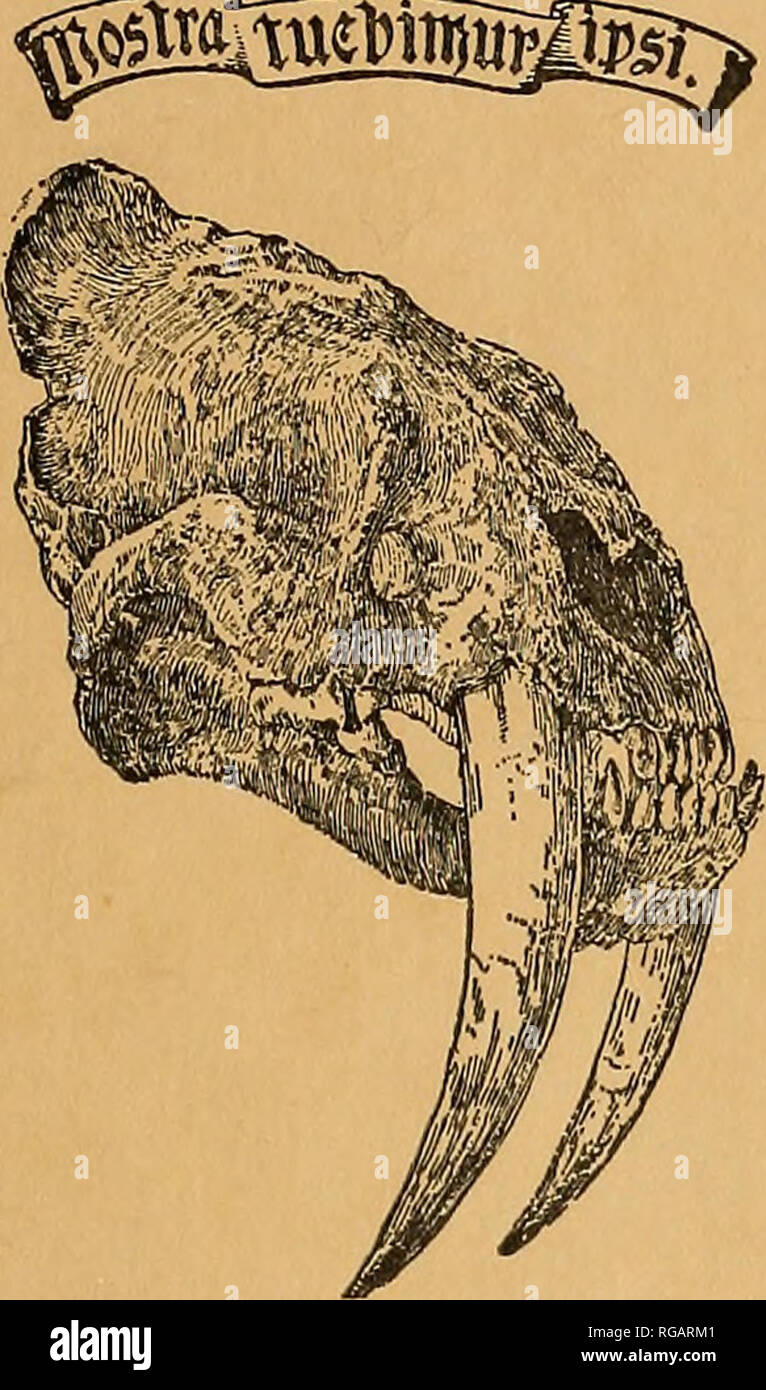 Labyrinthodont High Resolution Stock Photography and Images - Alamy
