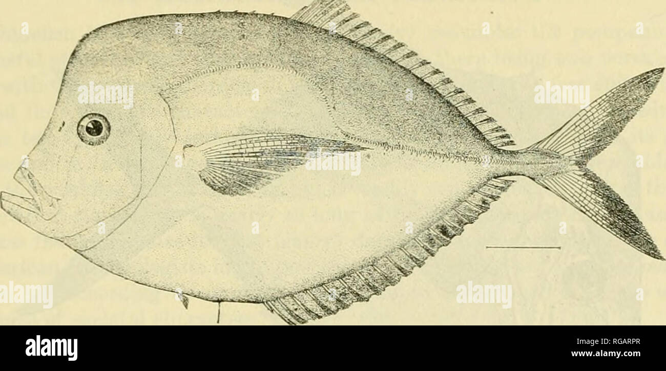 Hardtail scad hi-res stock photography and images - Alamy