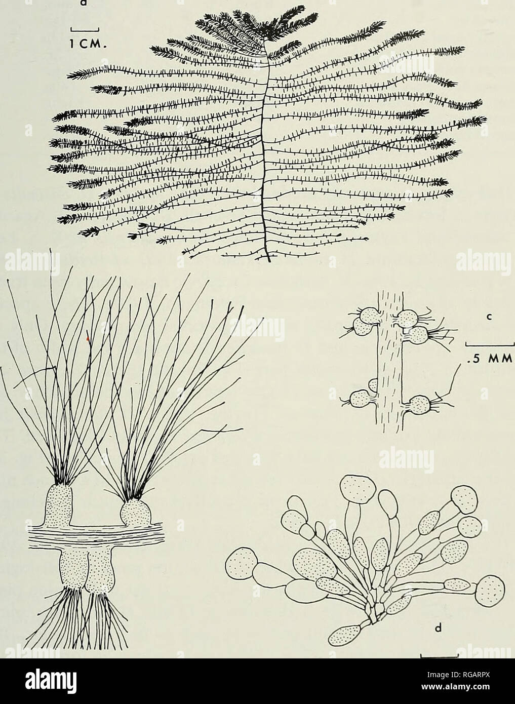 Gloiosiphoniaceae hi-res stock photography and images - Alamy