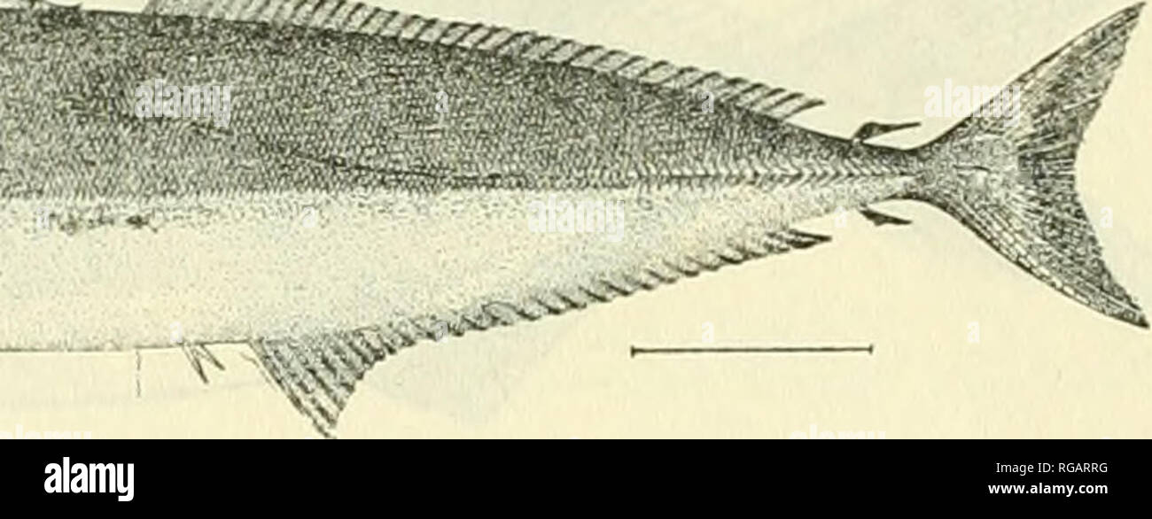 Blue mackerel scad hi-res stock photography and images - Alamy