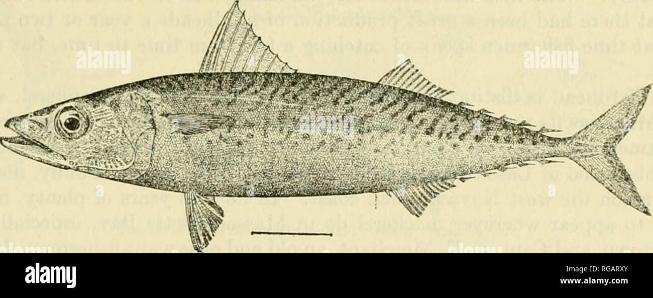 Pneumatophorus colias hi-res stock photography and images - Alamy