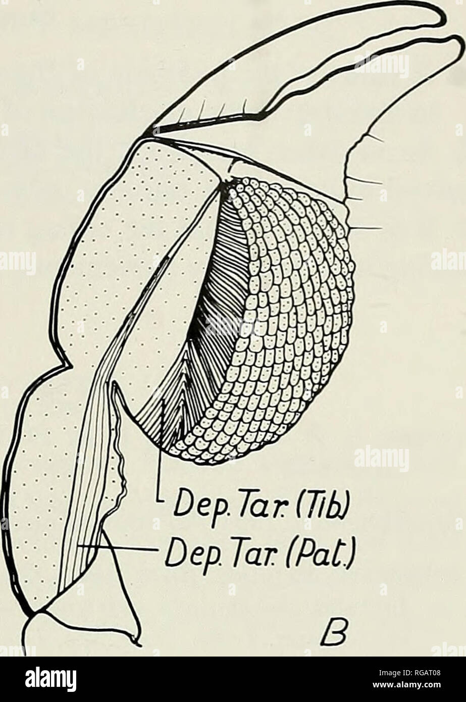 Tarsal claw hi-res stock photography and images - Alamy