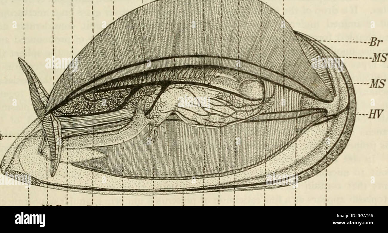 . Bulletin of the United States Fish Commission. Fisheries -- United ...