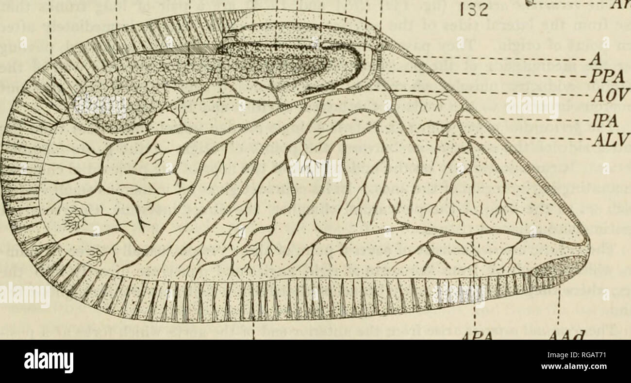 . Bulletin of the United States Fish Commission. Fisheries -- United ...