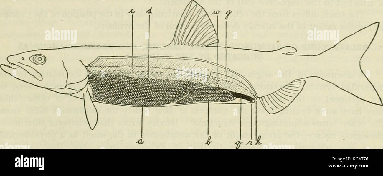 . Bulletin of the United States Fish Commission. Fisheries -- United ...