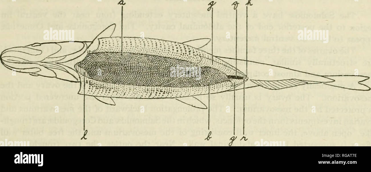 Anterior view of the liver hi-res stock photography and images - Alamy
