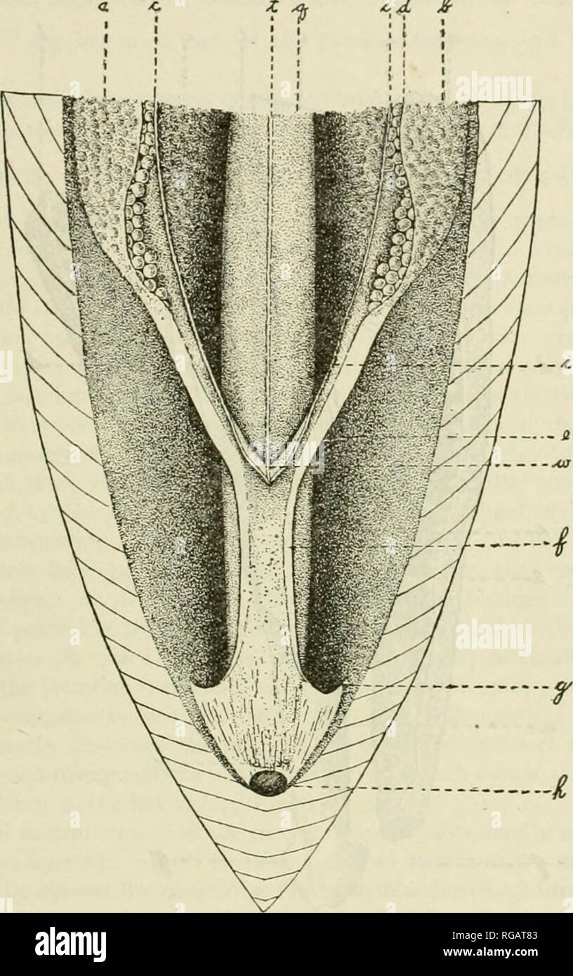 Salmon ova hi-res stock photography and images - Alamy