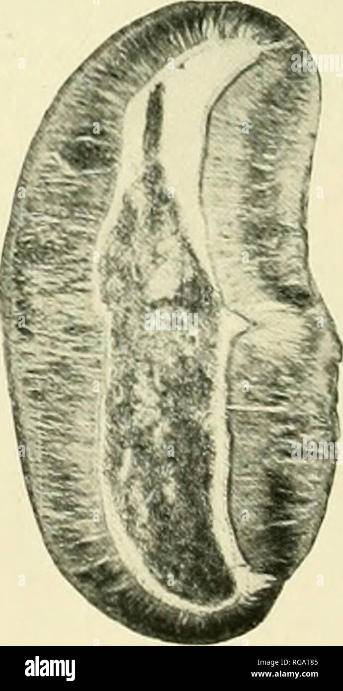 . Bulletin of the United States Fish Commission. Fisheries -- United ...