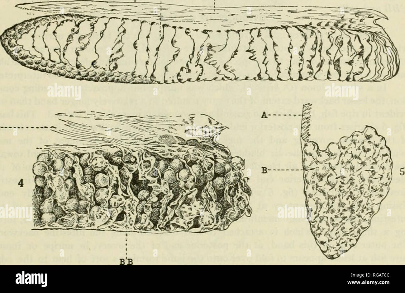 Oviducts Stock Photos & Oviducts Stock Images - Alamy