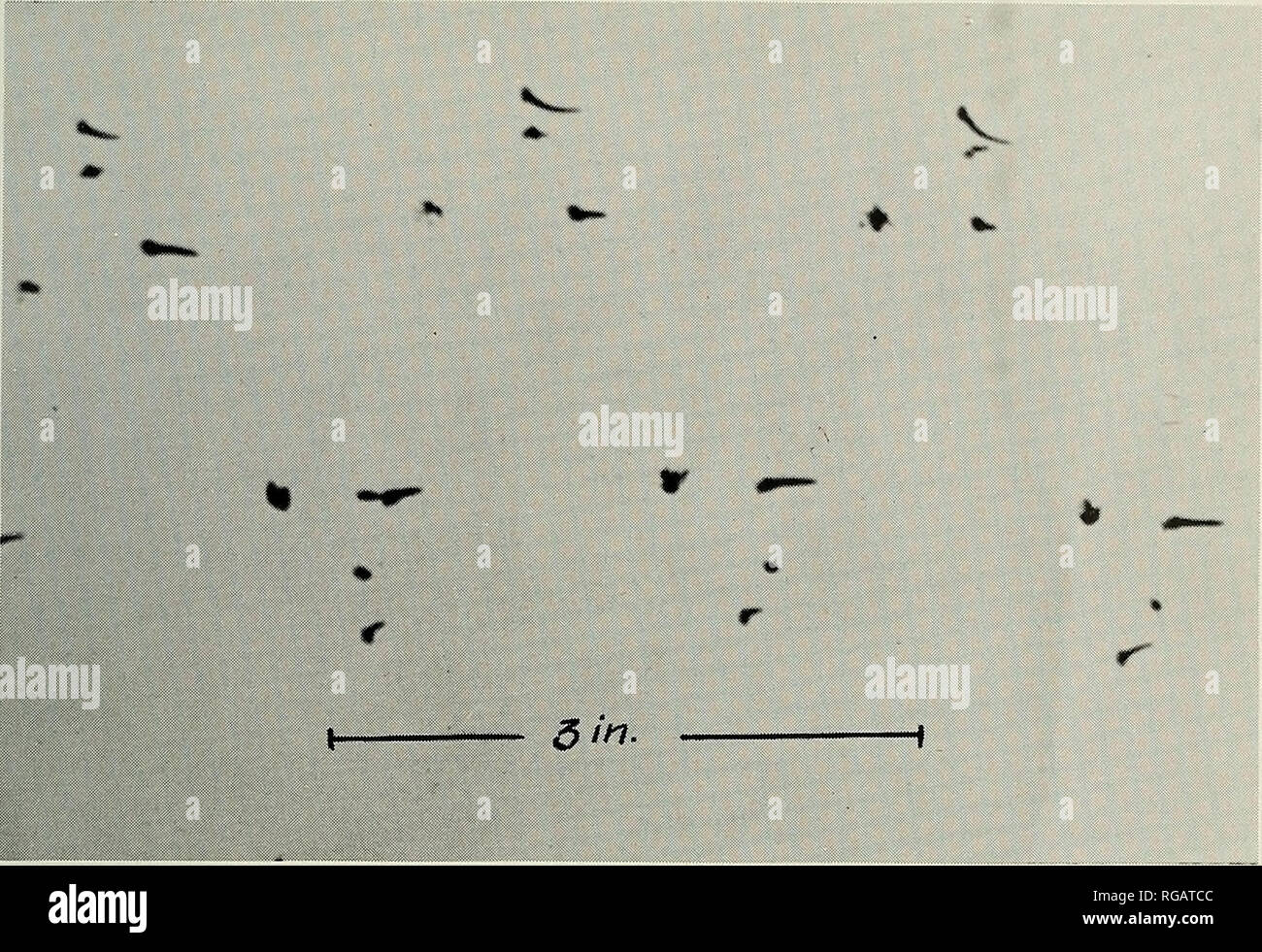 Fossil spiders hi-res stock photography and images - Alamy