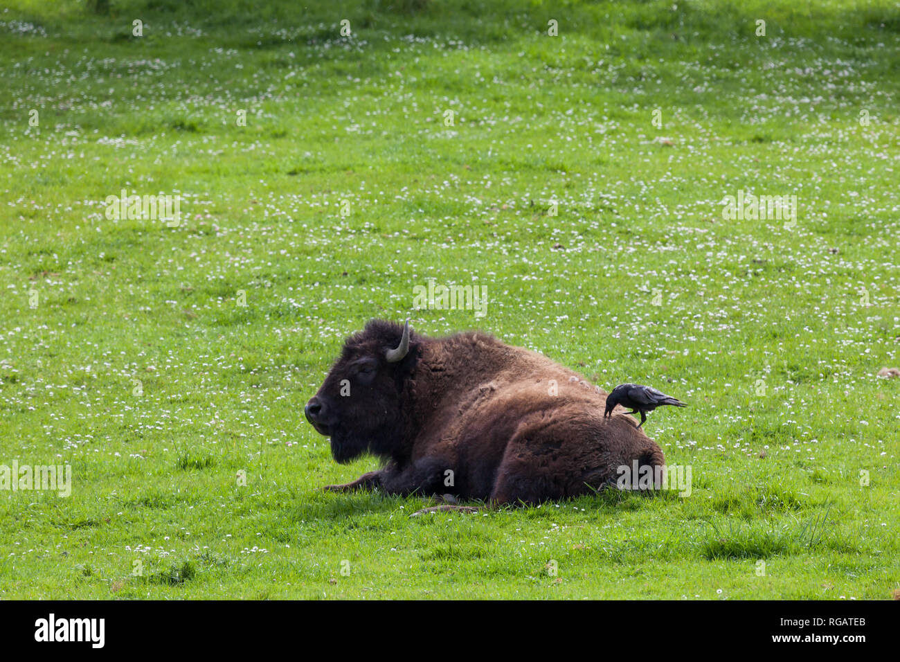 An American bison sleeping in the spring grass full of wildflowers with ...