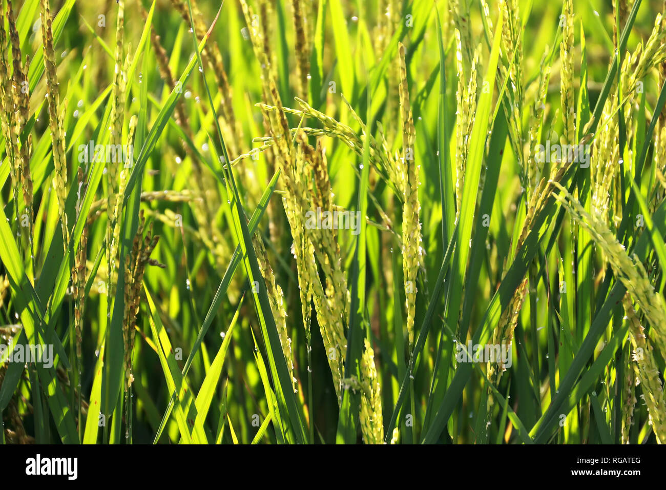 Close-up of yellow paddy rice field waiting for harvest in Thailand ...