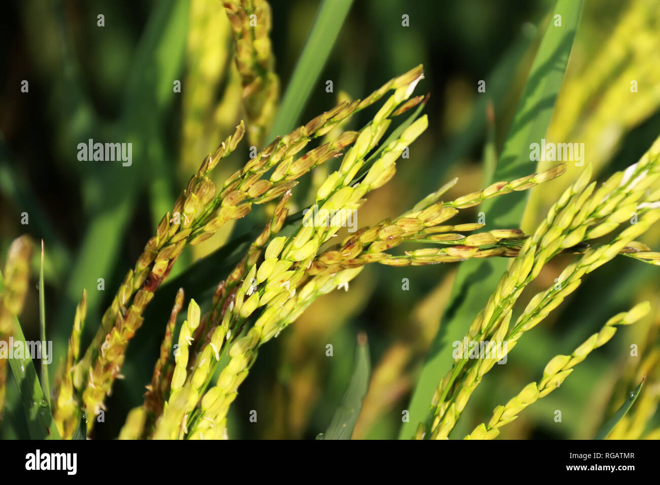 Close-up of yellow paddy rice field waiting for harvest in Thailand ...