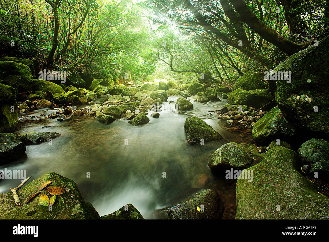 The river nature landscape with stream in rainforest nature Stock Photo ...