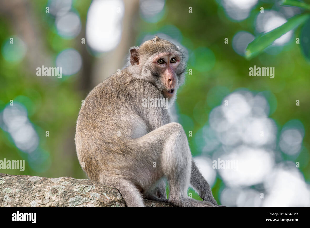 Monkey sitting on a tree Stock Photo - Alamy