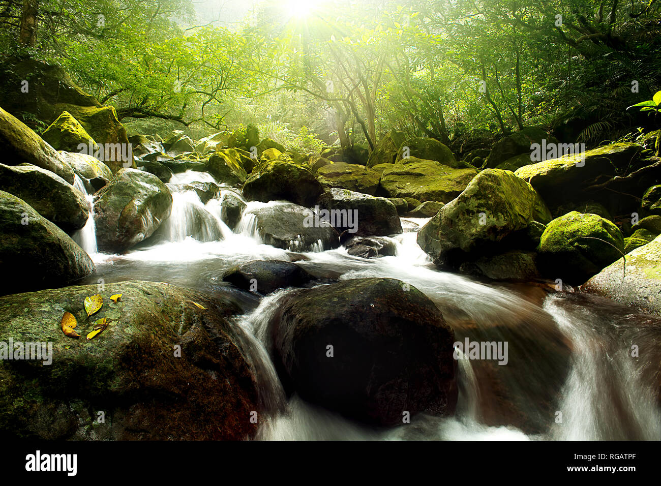 The river nature landscape with stream in rainforest nature Stock Photo ...