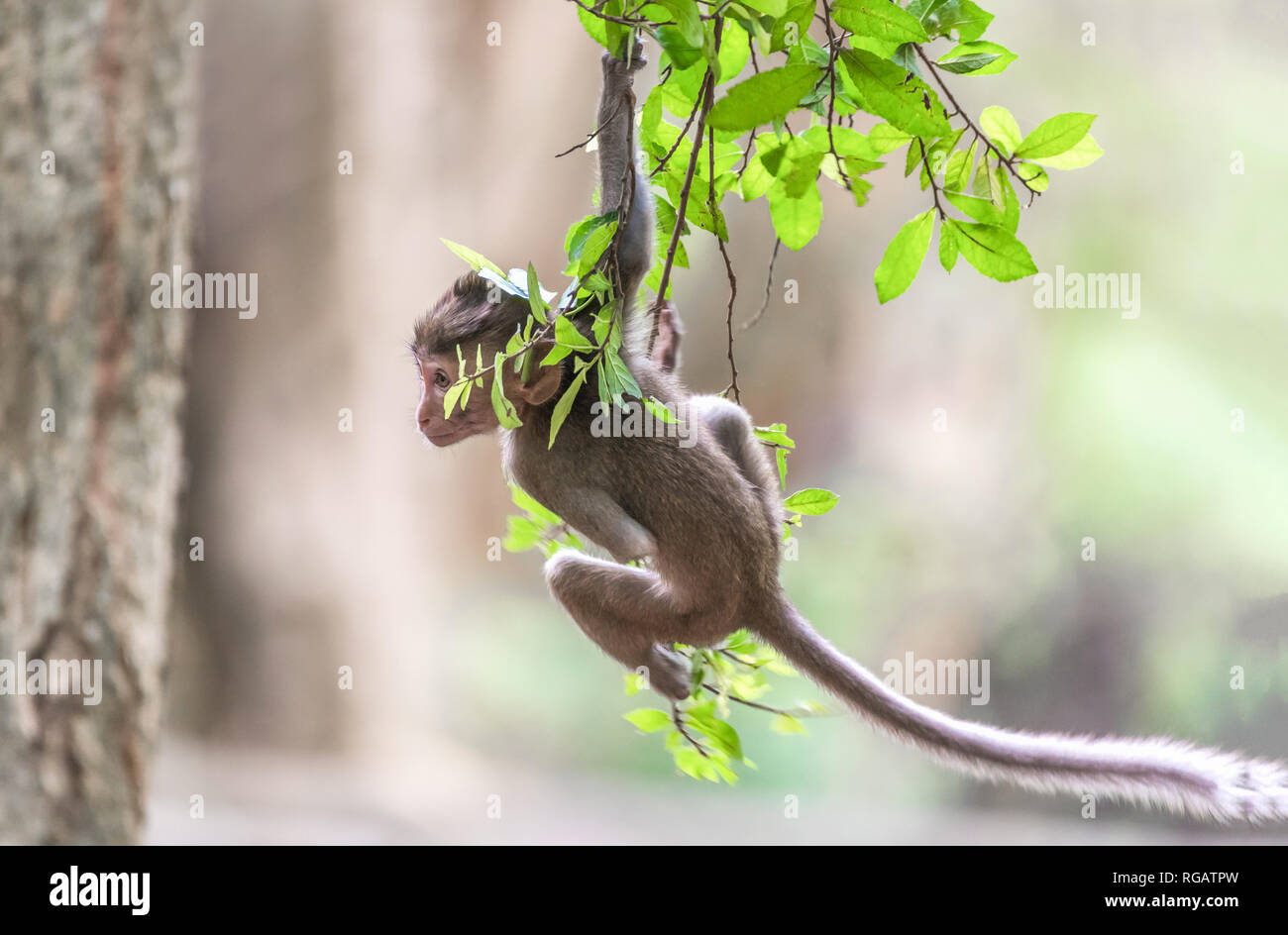 Macaque monkey climbing on tree hi-res stock photography and images - Alamy