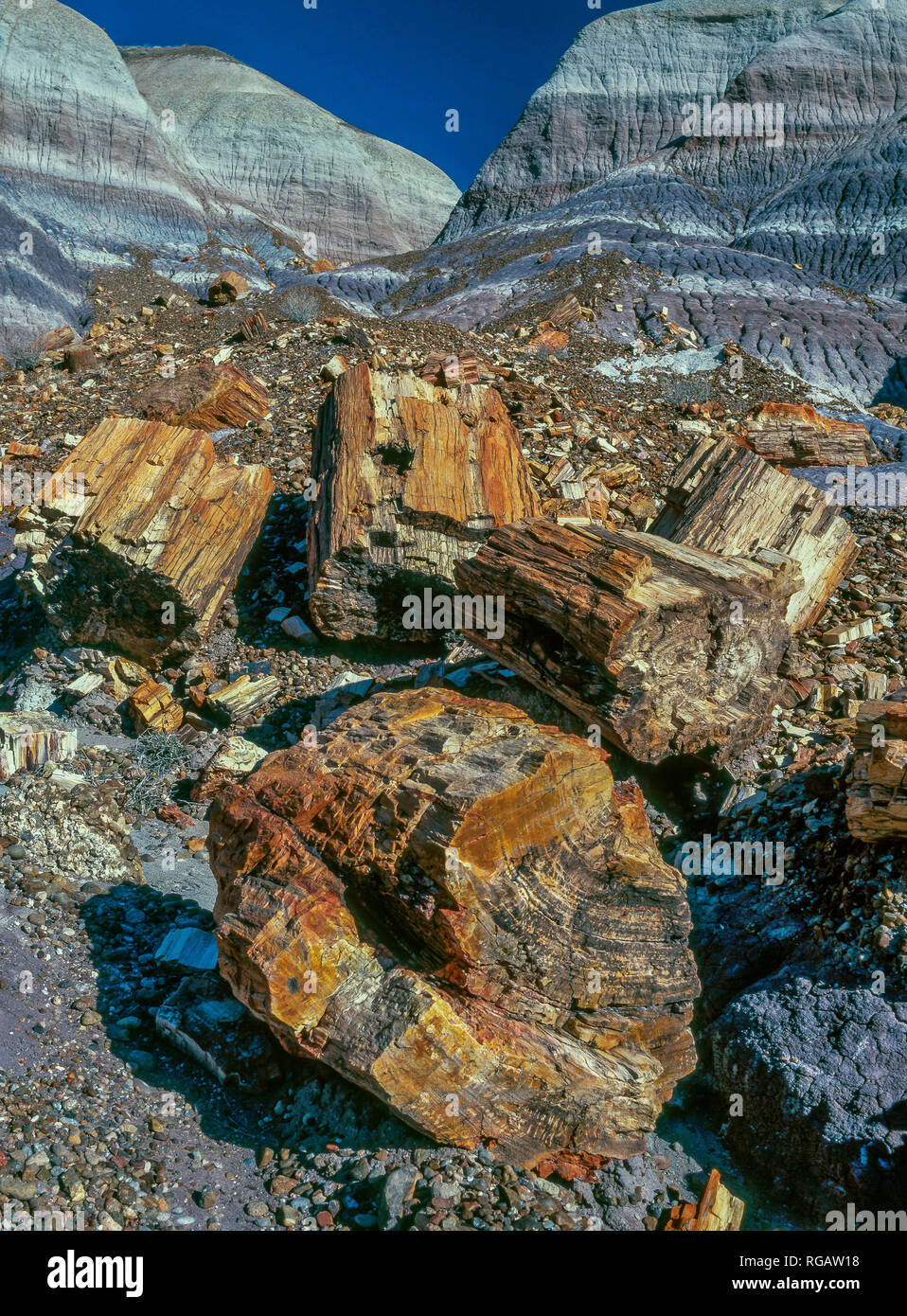 Calcified wood hi-res stock photography and images - Alamy