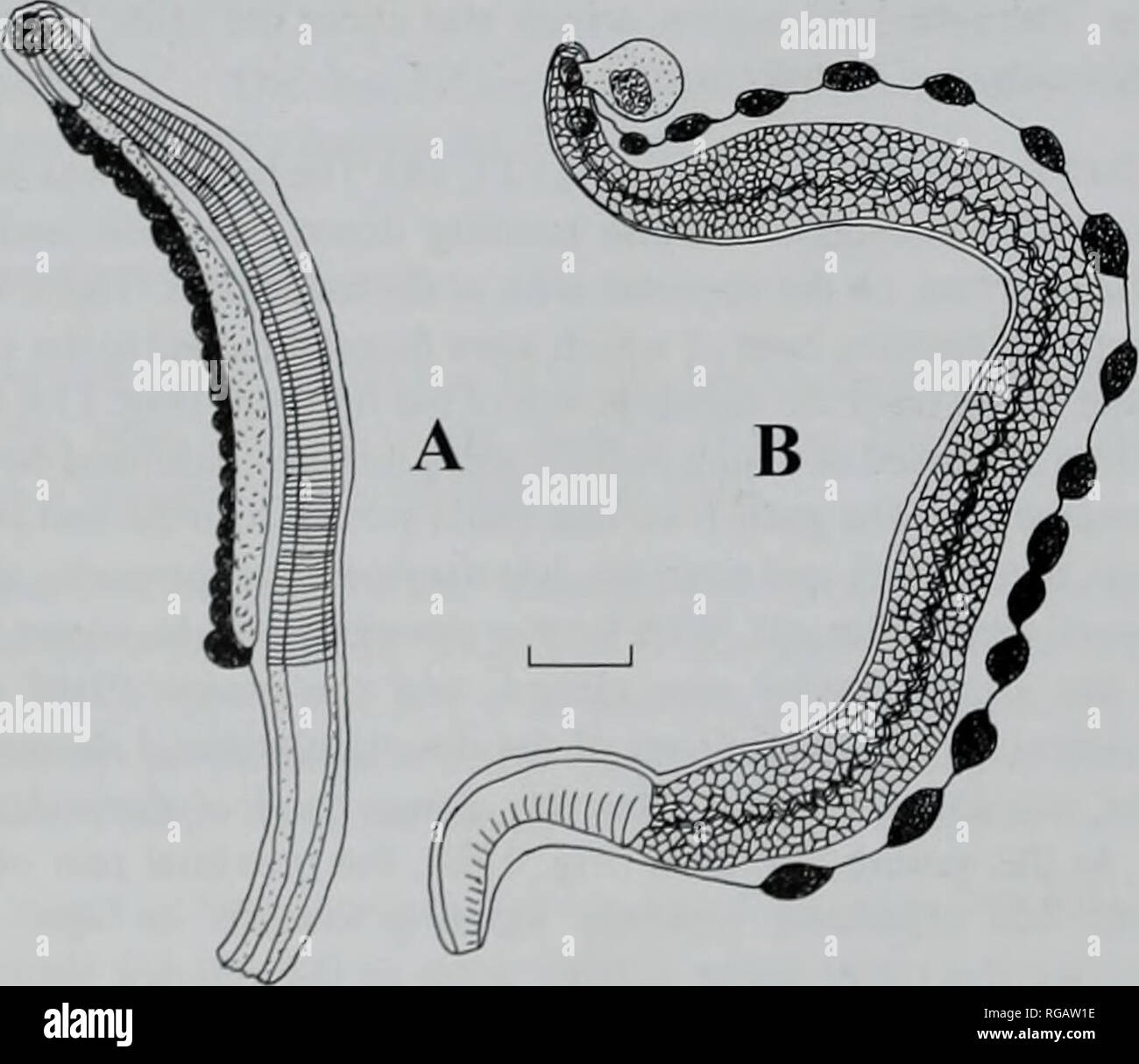 . Bulletin of the Natural History Museum (Zoology). Fig. 17 Erenna ...