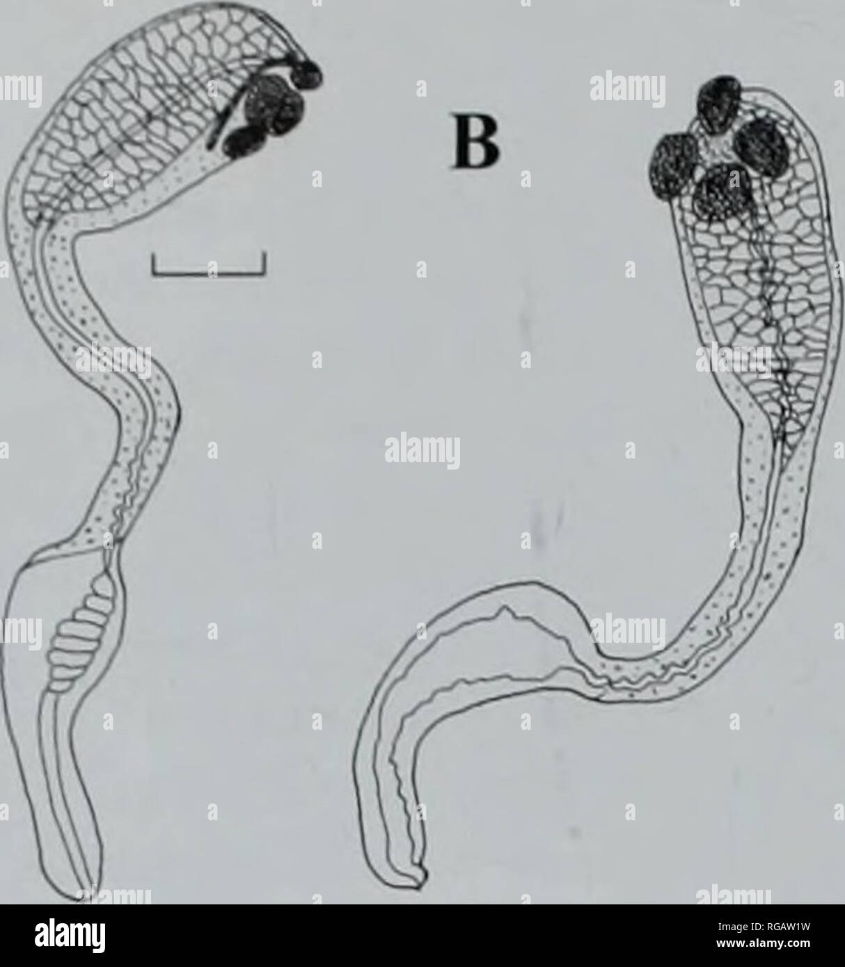 Vacuolate hi-res stock photography and images - Alamy