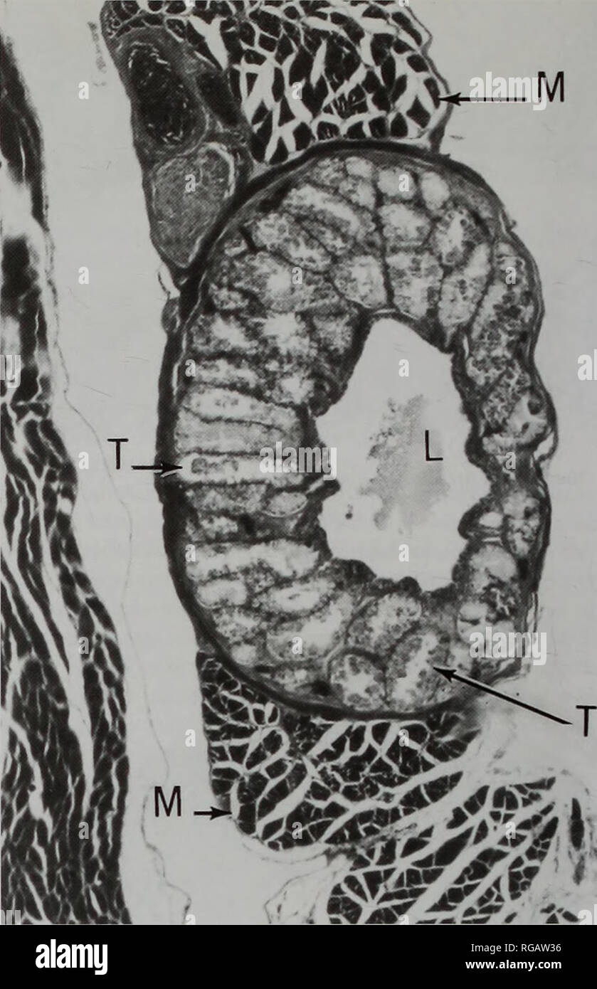 . Bulletin of the Natural History Museum Zoology. Fig. 6 Striking ...