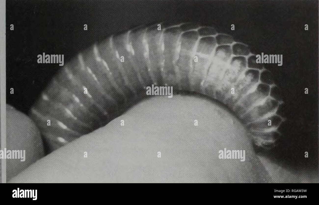 . Bulletin of the Natural History Museum Zoology. Fig. 4 Defense ...
