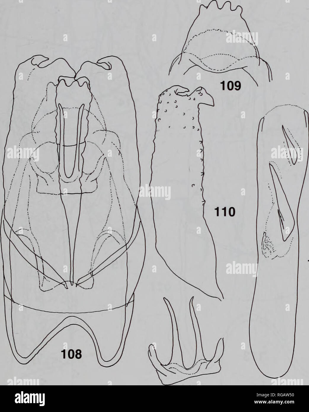 Gnathos hi-res stock photography and images - Alamy