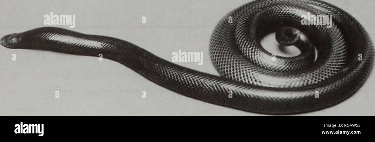 Atractaspis engaddensis hi-res stock photography and images - Alamy