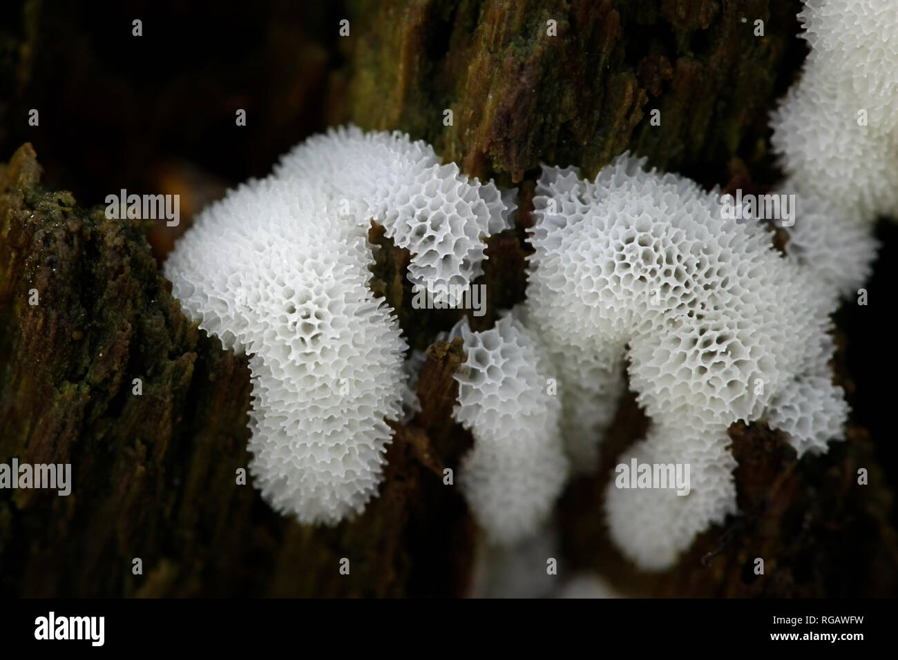 Coral slime mold, Ceratiomyxa fructiculosa Stock Photo - Alamy