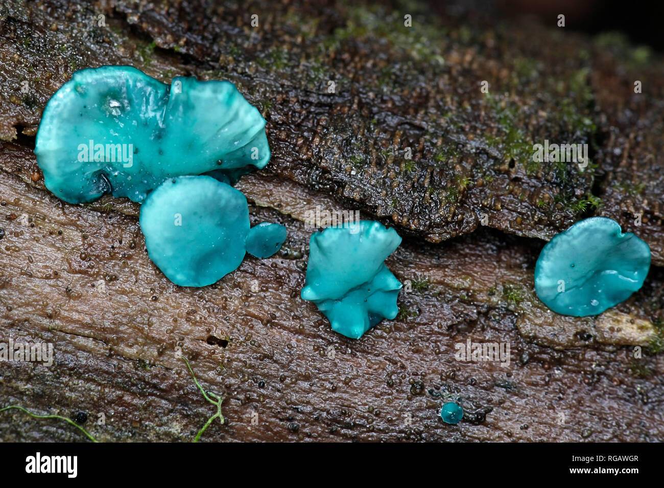 Chlorociboria aeruginascens fungus hi-res stock photography and images ...