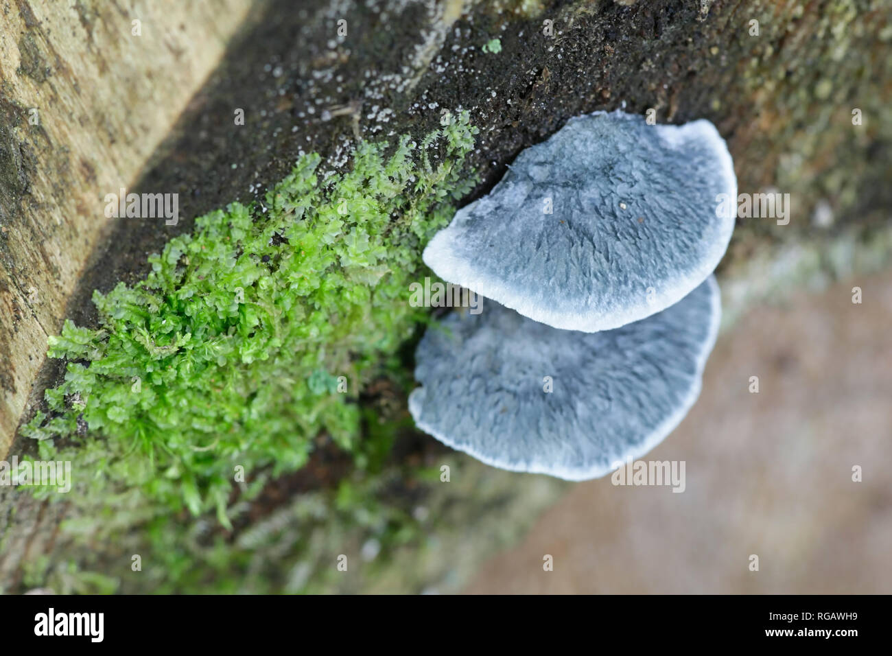 Blue bracket fungi hi-res stock photography and images - Alamy