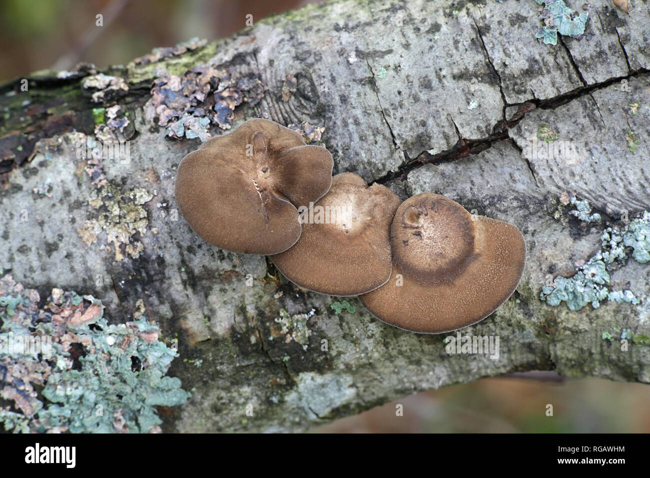Polyporus Brumalis