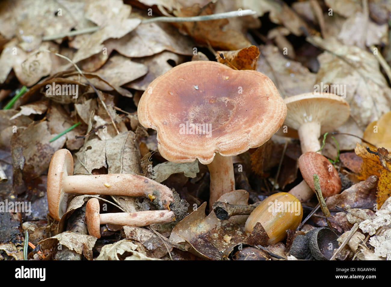 Lactarius quietus, Oakbug Milkcap mushroom Stock Photo - Alamy