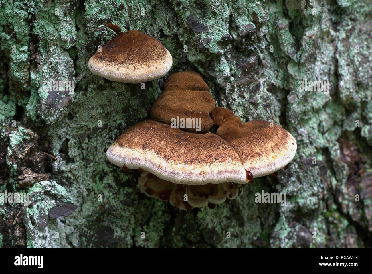 Benzoin bracket fungus, Ischnoderma benzoinum Stock Photo - Alamy