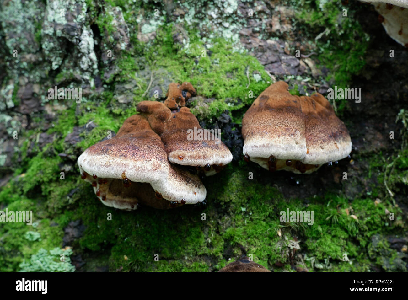 Benzoin bracket fungus, Ischnoderma benzoinum Stock Photo - Alamy