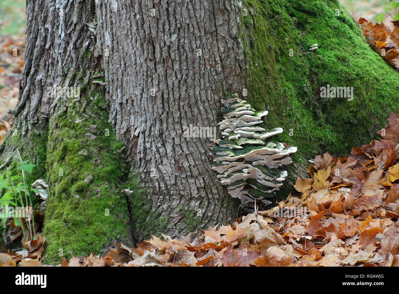 Mossy maple polypore, Oxyporus populinus Stock Photo - Alamy