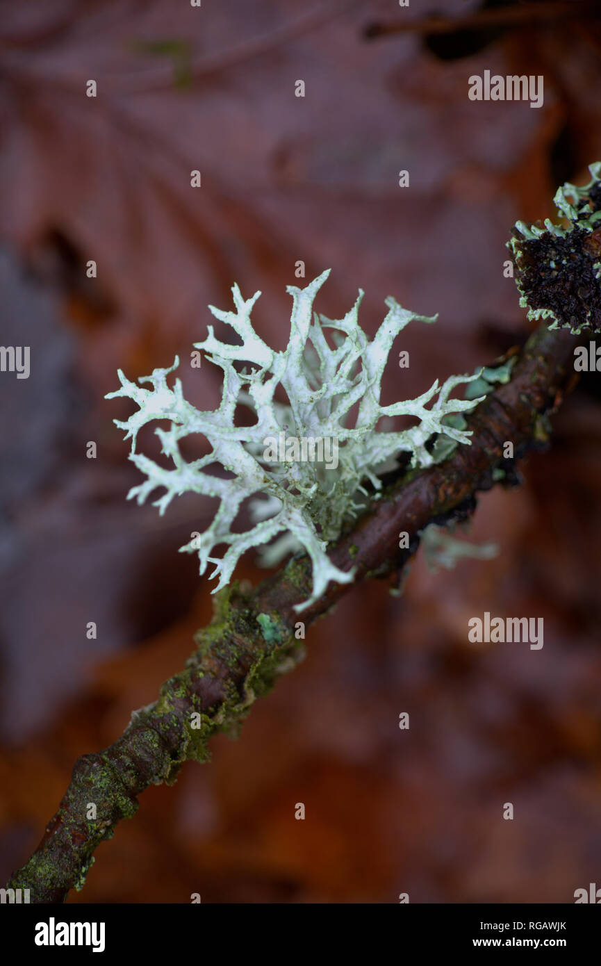 Evernia prunastri, also known as oakmoss, a beautiful lichen used ...