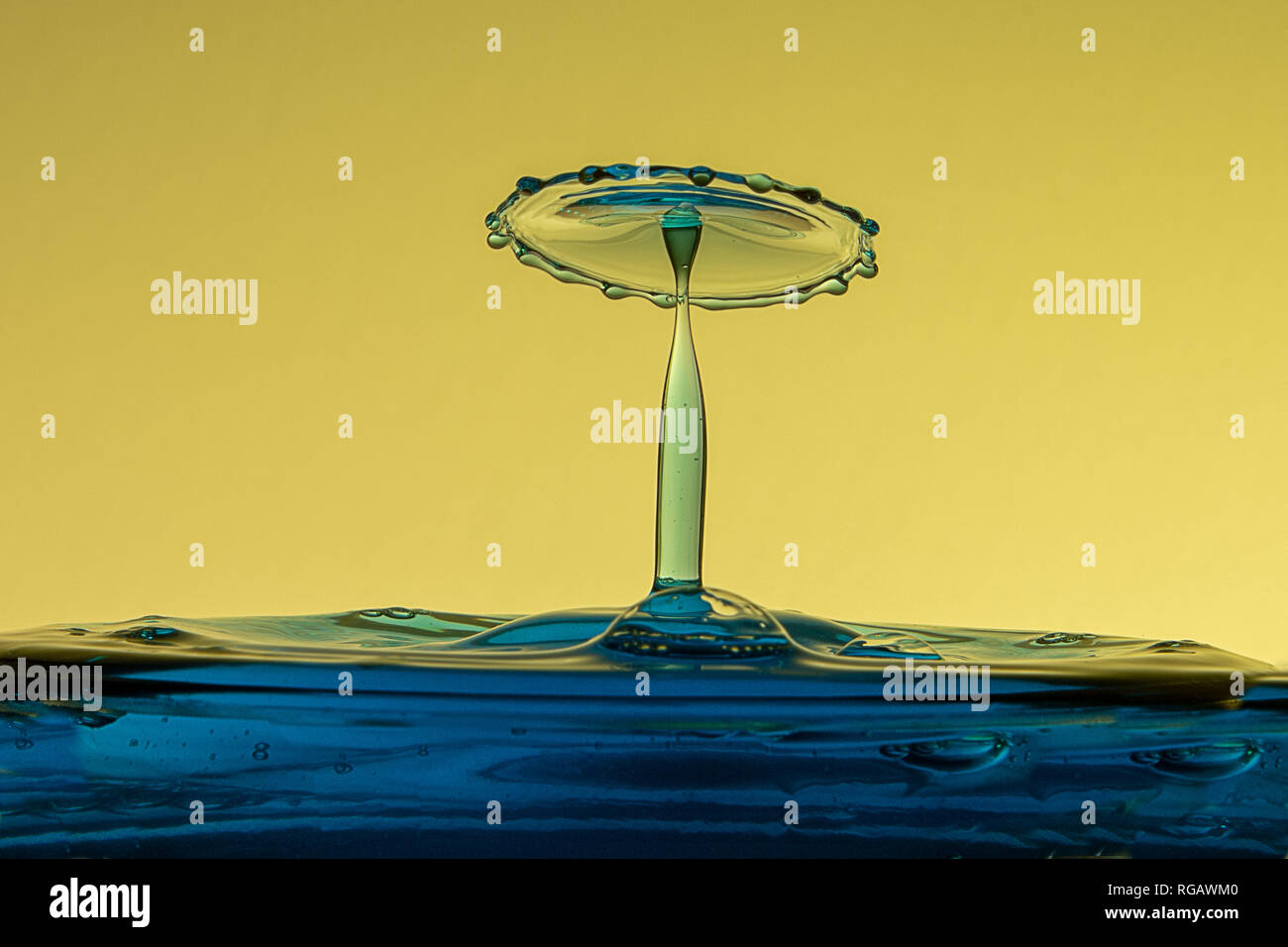 The moment two water droplets collide forming a crown. The liquid is ...