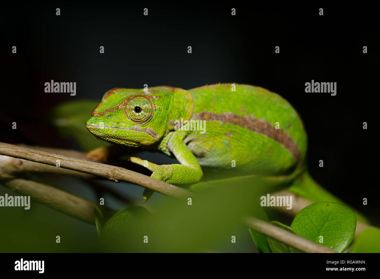 chameleon (Calumma ambreense), Nocturnal photo. Amber Mountain National ...