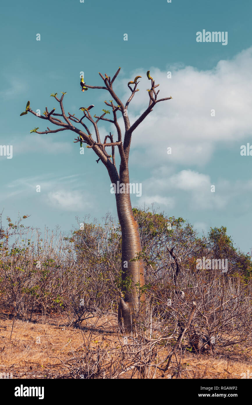 prickly bark pachypodium tree in Madagascar wilderness, Amber Mountain ...
