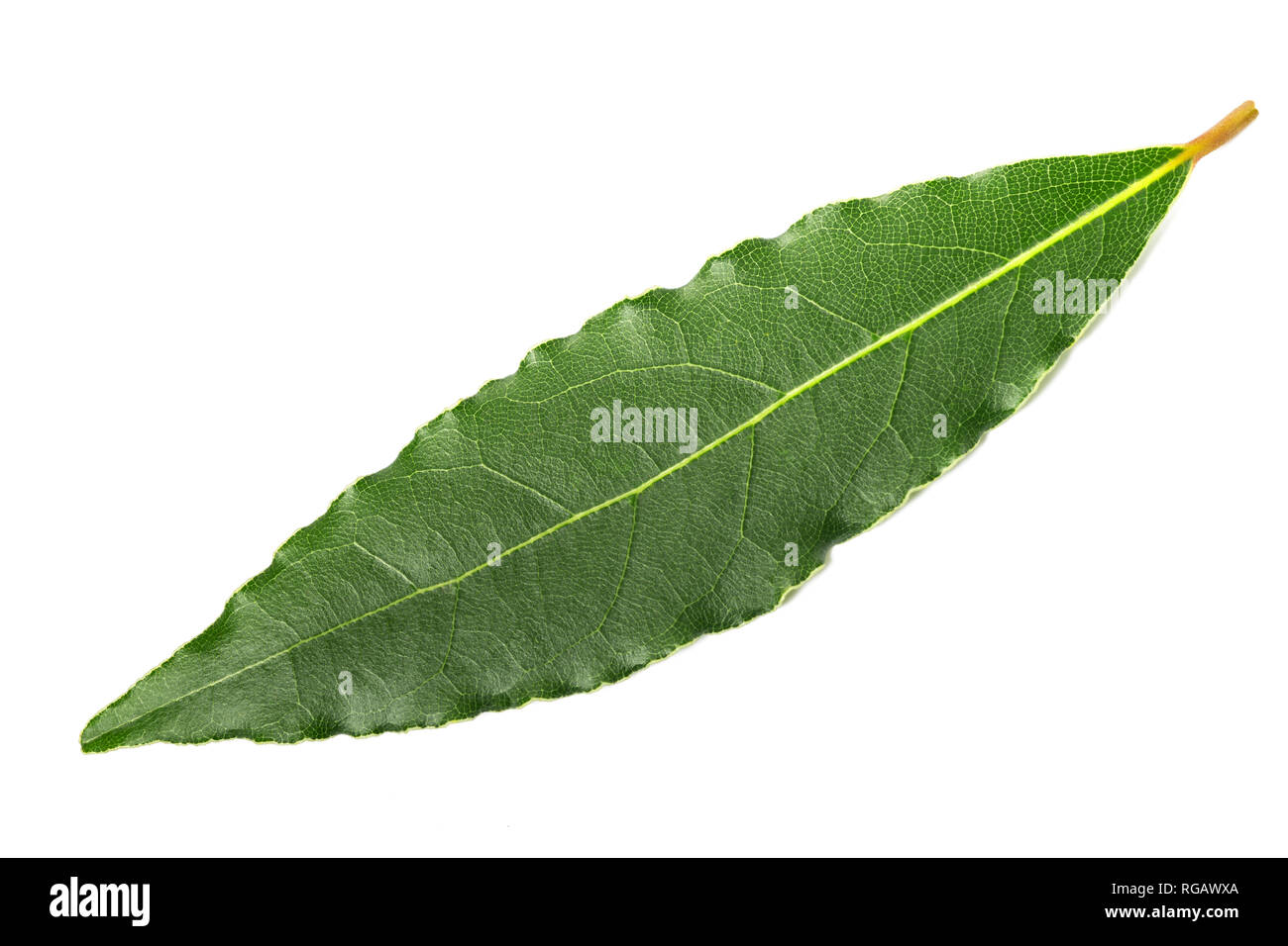 Laurel leaf hi-res stock photography and images - Alamy